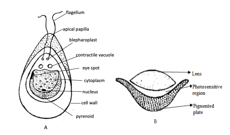 Chlorophyta - Characteristics, Occurrence, Thallus organization ...