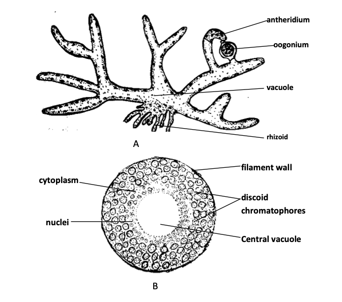 Vaucheria Xanthophyta General Characteristics, Thallus Organization