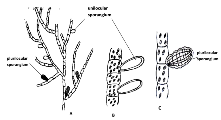 Phaeophyta (Brown Algae) - Characteristics, Occurrence, Thallus Organization, Cell Structure and ...