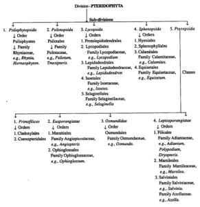 Pteridophyta - Characteristics, Classification, Origin, Ecological and ...