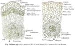 Psilotum - Structure, Morphology, Anatomy, Reproduction, Life Cycle ...
