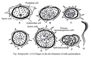 Selaginella - Morphology, Anatomy and Reproduction - Biology Notes Online