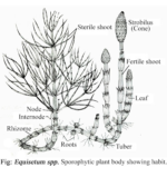 Equisetum – Classification, Structure, Reproduction And Life Cycle ...