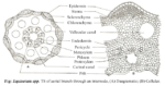 Equisetum – Classification, Structure, Reproduction and Life Cycle ...