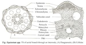 Equisetum – Classification, Structure, Reproduction And Life Cycle ...