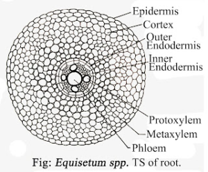 Equisetum – Classification, Structure, Reproduction and Life Cycle ...