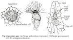 Equisetum – Classification, Structure, Reproduction and Life Cycle ...