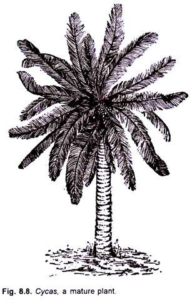 Cycas - Morphology, Anatomy and Reproduction - Biology Notes Online