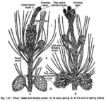 Pinus - Characteristics, Classification, Morphology, Anatomy And ...
