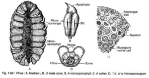 Pinus - Characteristics, Classification, Morphology, Anatomy And ...