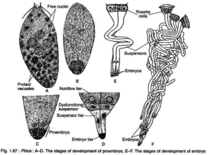 Pinus - Characteristics, Classification, Morphology, Anatomy And ...