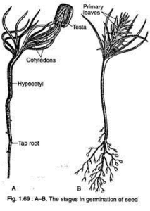 Pinus - Characteristics, Classification, Morphology, Anatomy And ...