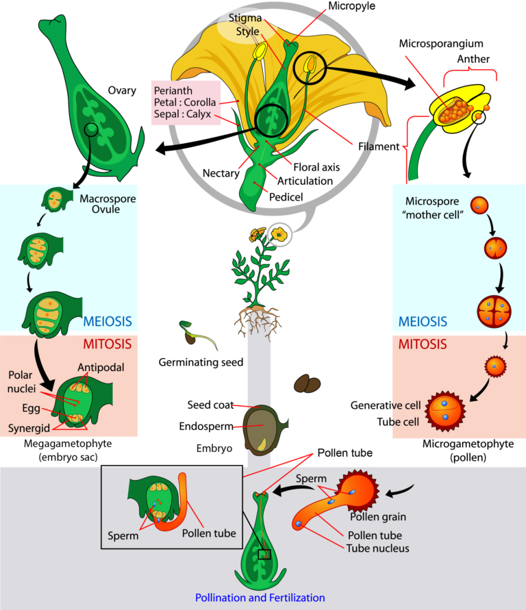 Angiosperm Diagram SparkNotes: Plant Classification: Tracheophytes