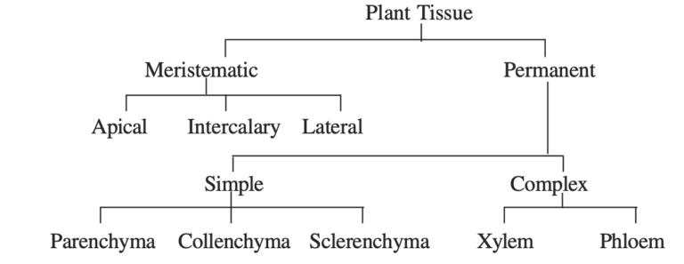 Tissues - Definition, Types, Structure, Examples - Biology Notes Online