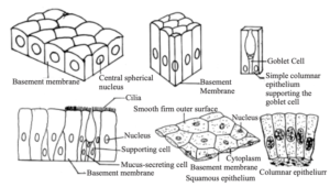 Tissues - Definition, Types, Structure, Examples - Biology Notes Online