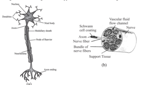 Tissues - Definition, Types, Structure, Examples - Biology Notes Online