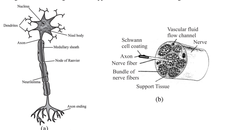 Tissues - Definition, Types, Structure, Examples - Biology Notes Online