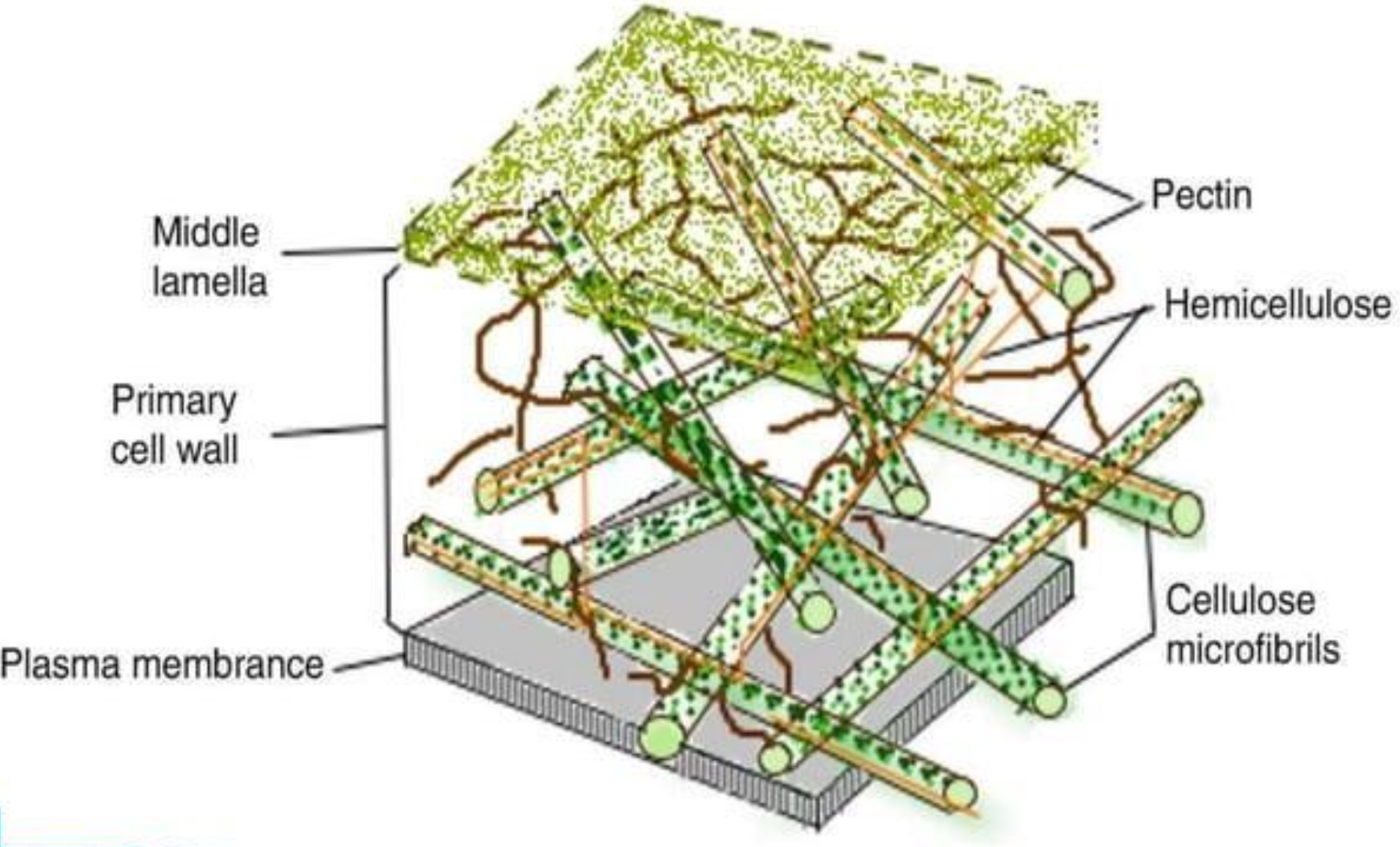 Cell Wall ingrowths - Adcrustation and incrustation - Biology Notes Online