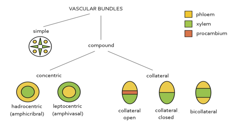 Vascular Bundles - Definition, Structure, Types, Functions - Biology ...