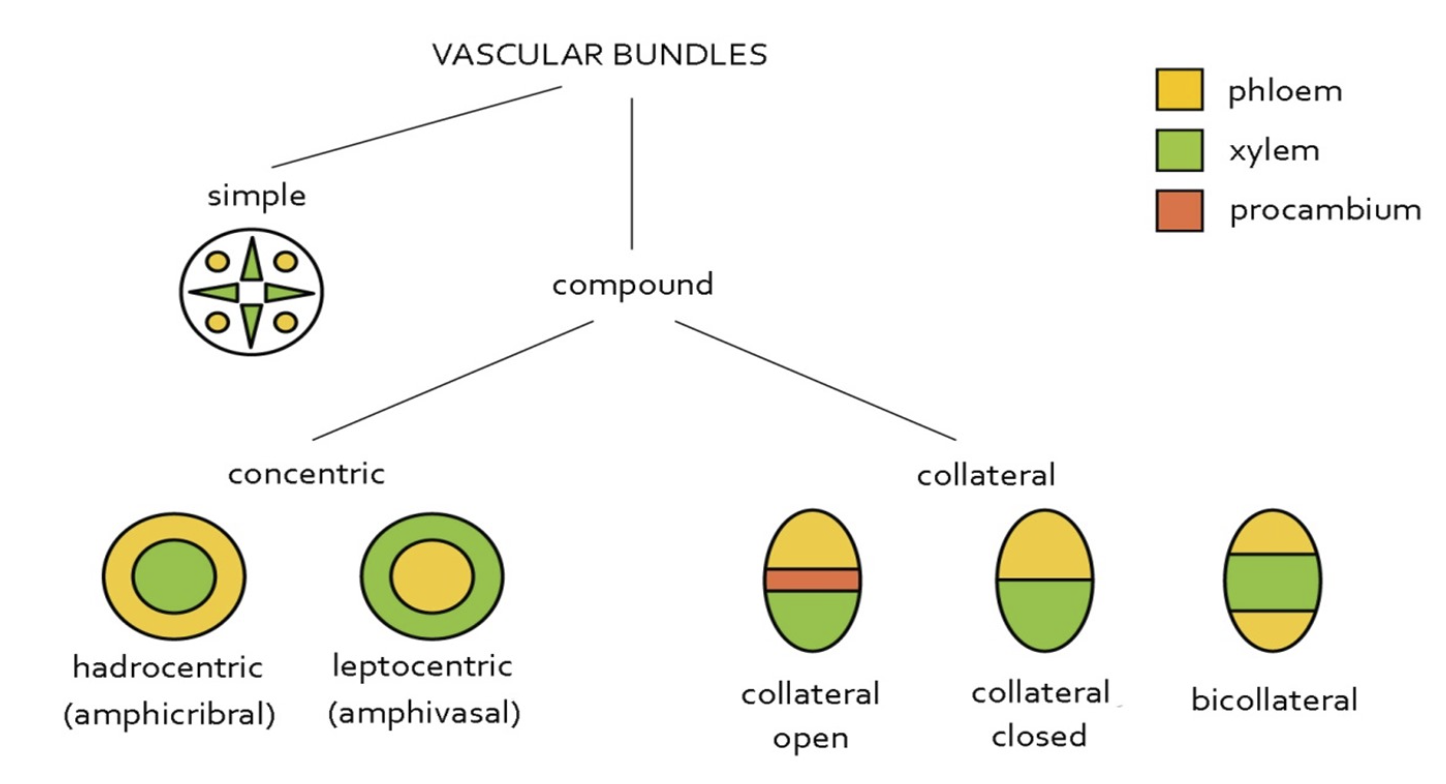 Vascular Bundles - Definition, Structure, Types, Functions - Biology ...