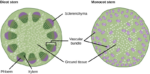 Monocot and Dicot Seed - Characteristics, Structure, Functions ...