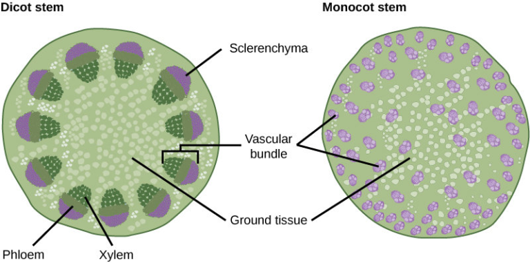 Dicot and Monocot stem - Characteristics, Structure, Functions ...