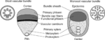 Vascular Bundles - Definition, Structure, Types, Functions - Biology ...