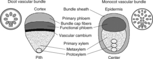 Vascular Bundles - Definition, Structure, Types, Functions - Biology ...