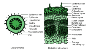 Dicot And Monocot Stem - Characteristics, Structure, Functions ...