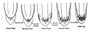 Organization of Root Apex - Apical cell theory, Histogen theory, Korper ...