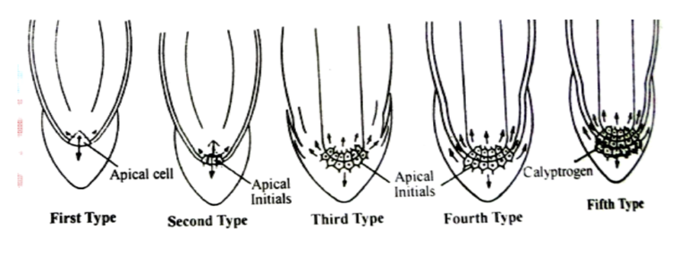 Organization of Root Apex - Apical cell theory, Histogen theory, Korper ...
