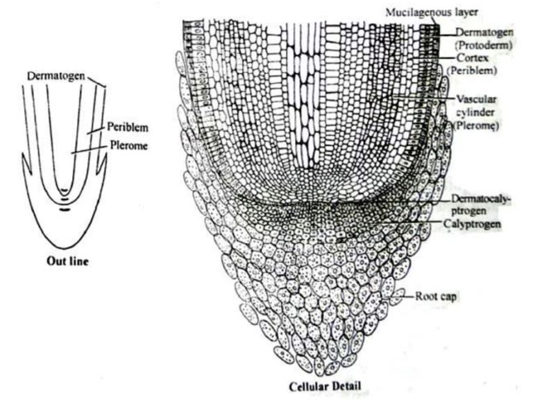 Organization Of Root Apex Apical Cell Theory Histogen Theory Korper