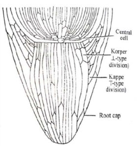 Organization of Root Apex - Apical cell theory, Histogen theory, Korper ...