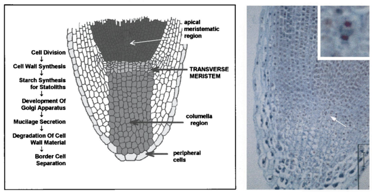 Root Cap - Definition, Structure, Development, Functions - Biology ...