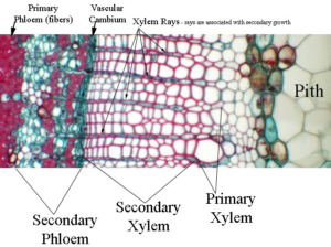 Wood - Axial and Ray parenchyma, Annual ring, Ring porous, Tylosis, Sapwood and Heartwood ...