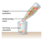 Population genetics - Unitary and modular population, Hardy-Weinberg ...