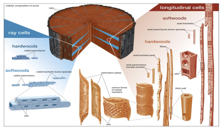 Wood - Axial and Ray parenchyma, Annual ring, Ring porous, Tylosis ...