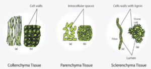 Parenchyma Tissue - Characteristics, Structure, Types, Functions ...