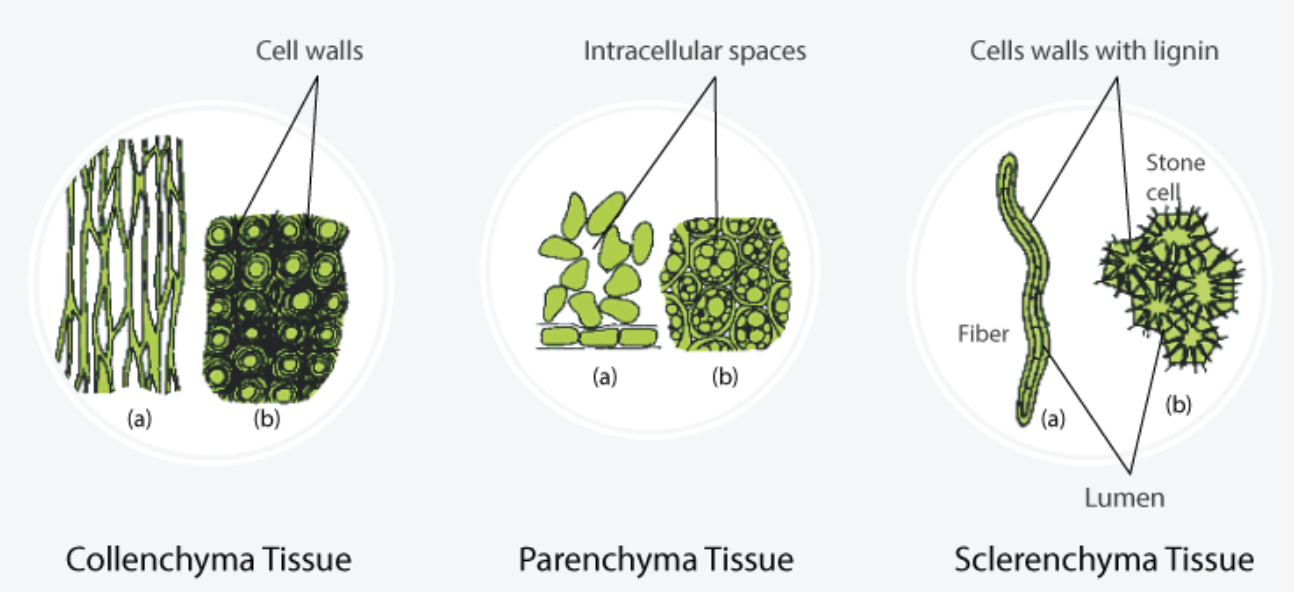 Parenchyma Tissue - Characteristics, Structure, Types, Functions ...