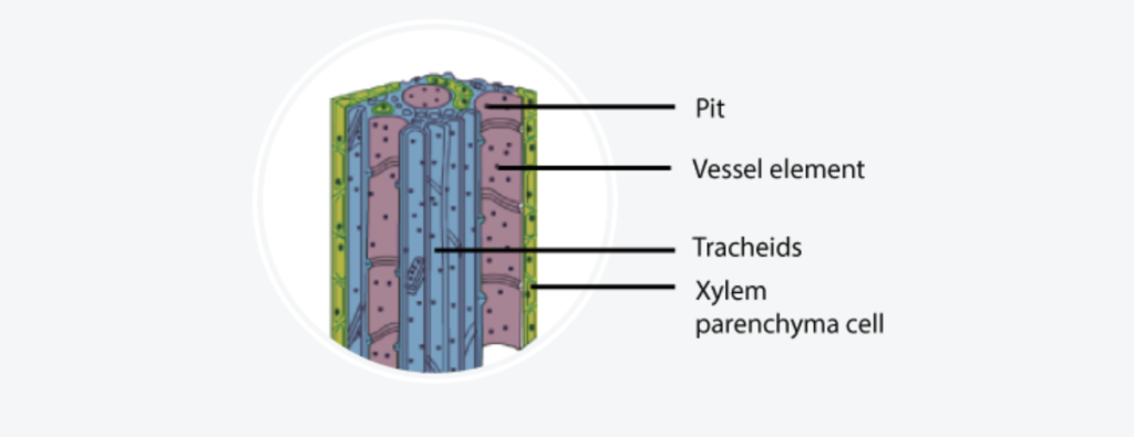 Xylem Vessel Definition
