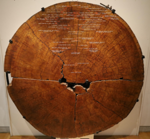 Dendrochronology - Definition, History, Methods, Applications - Biology ...