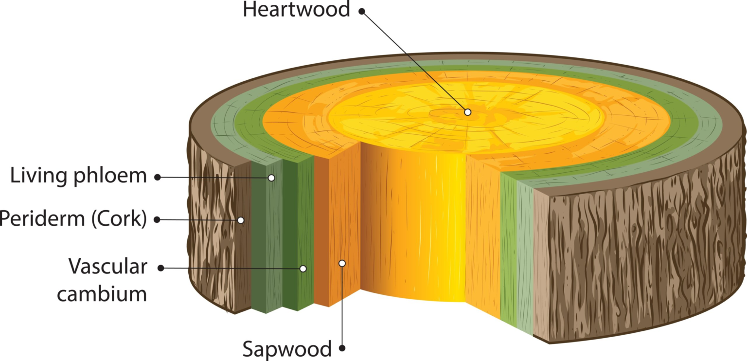 Sapwood and Heartwood - Definition, Structure, Functions - Biology ...