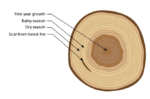 Dendrochronology - Definition, History, Methods, Applications - Biology ...