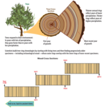 Dendrochronology - Definition, History, Methods, Applications - Biology ...