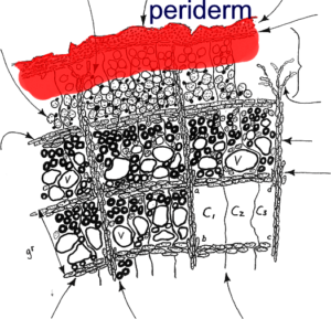 Periderm - Structure, Development and Function - Biology Notes Online