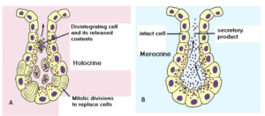 Secretory System In Plants - External secretory and Internal secretory ...