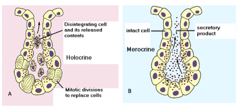 Secretory System In Plants - External Secretory And Internal Secretory ...