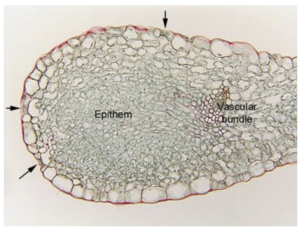 Secretory System In Plants - External Secretory And Internal Secretory ...
