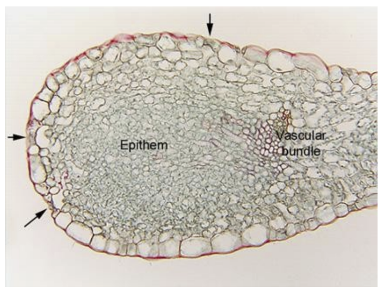 Secretory System In Plants - External secretory and Internal secretory ...