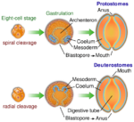 Coelomates - Types, Characteristics, Functions, Evolution, Metamerism ...